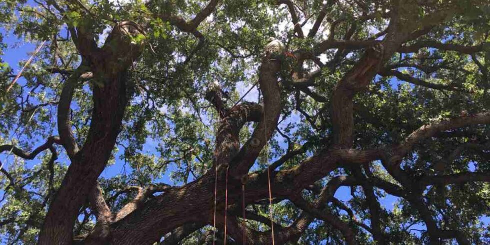 How to Bring a Tree Out of Dormancy | Breaking Tree Dormancy