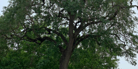 Standing Water in Tree Trunk: Causes and Expert Solutions