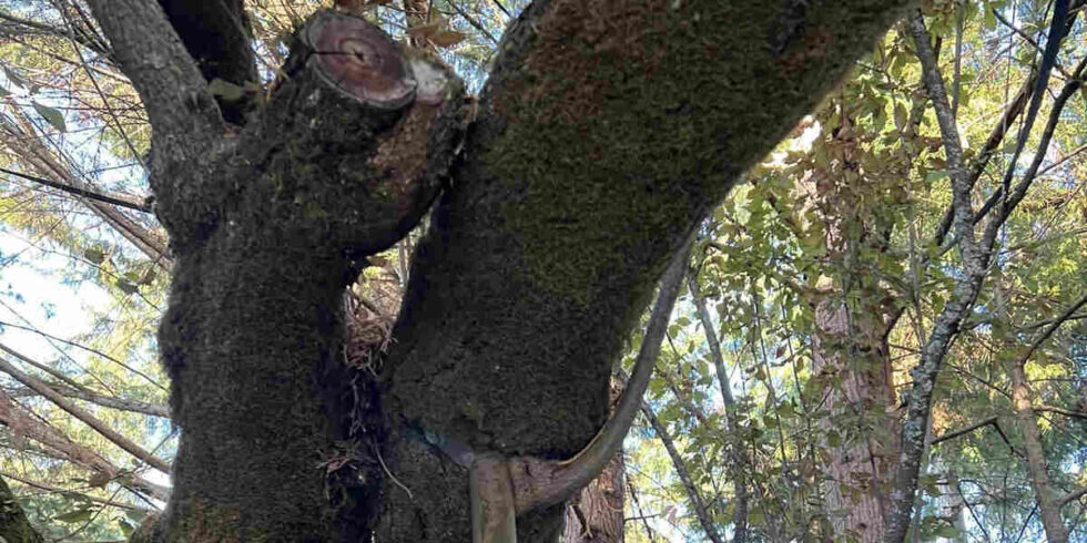 What Side of the Tree Does Moss Grow On?